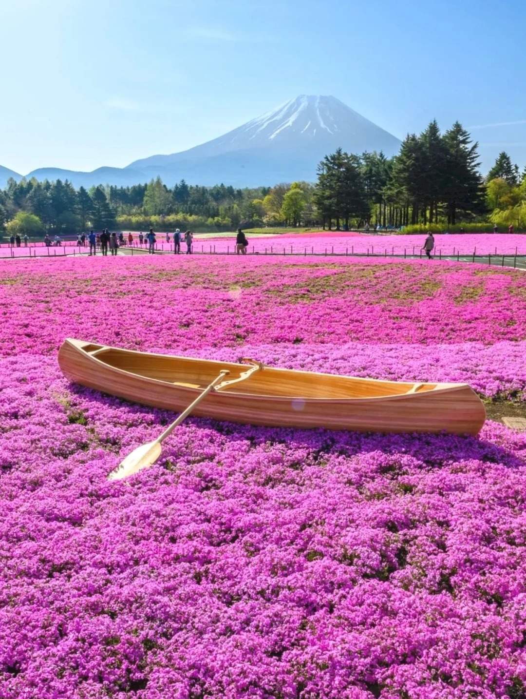 [One-day tour to Mount Fuji’s popular flower viewing spots] Oishi Park ...
